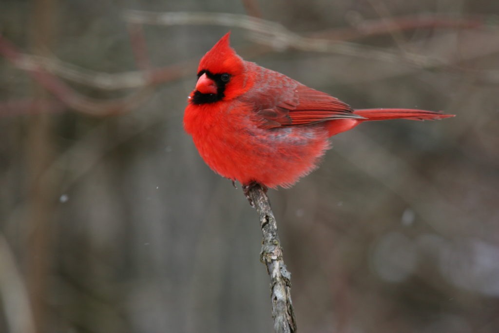 National Bird Day | the Northern Cardinal – Barstow's Dairy Store and ...