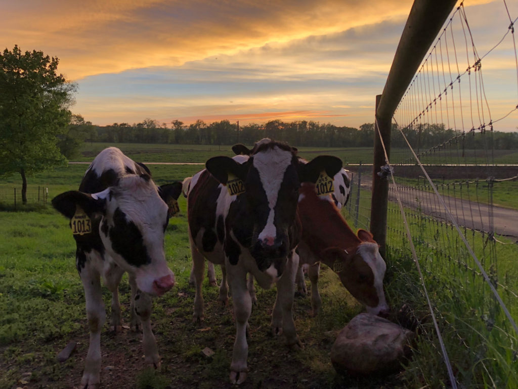 Cow Plop Bingo – Barstow's Dairy Store and Bakery
