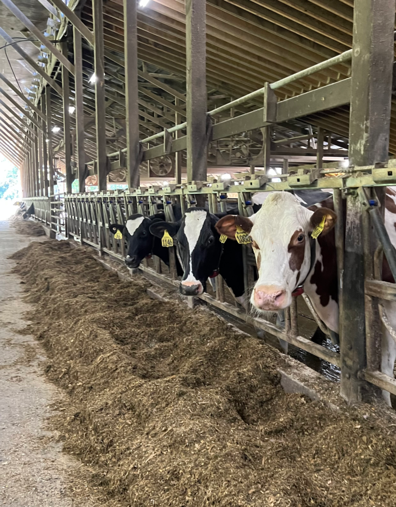 Sustainable Agriculture: How Dairy Farms Play an Important Role ...